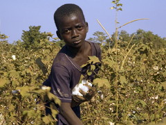 Reports about child slavery in cocoa sector is false